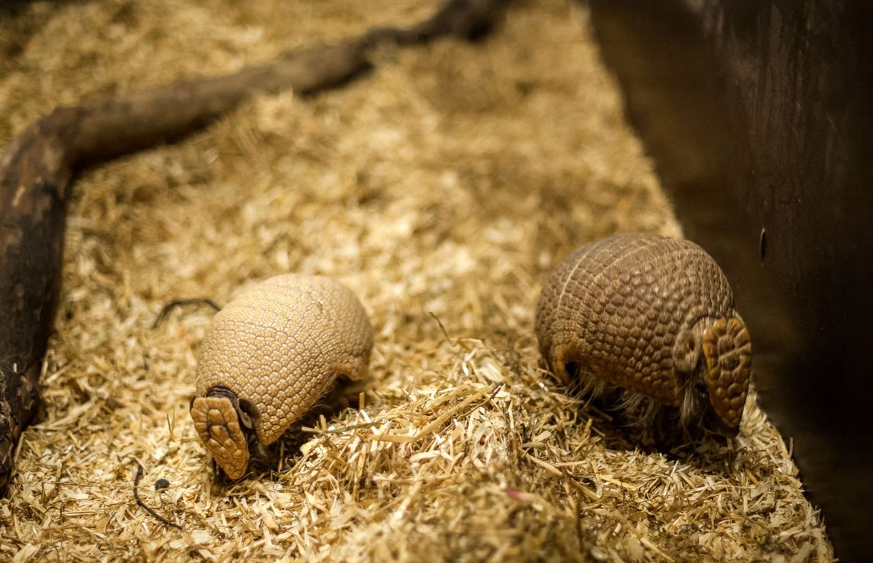 Un B b Tatou boule Mascotte De La Coupe Du Monde Est N Anvers