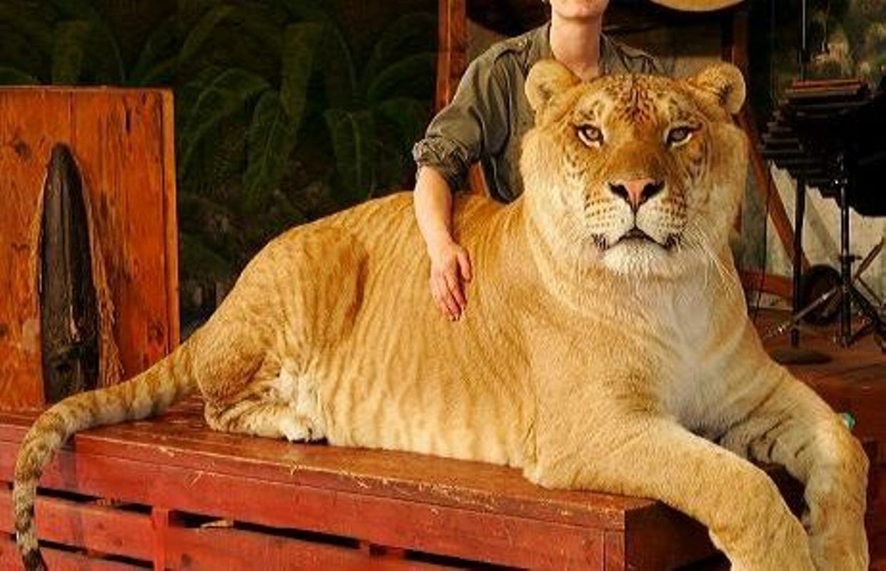 Naissance d'un bébé ligre en Russie, animal extrêmement rare