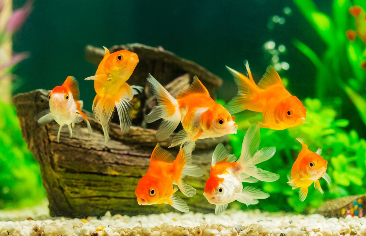 L'idée du poisson rouge dans le bocal… On oublie