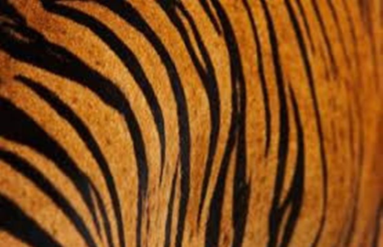 De l'origine des rayures du tigre...
