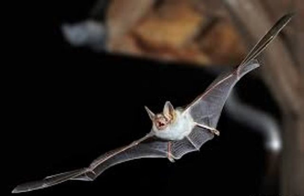 Tout savoir sur les chauves-souris de chez nous