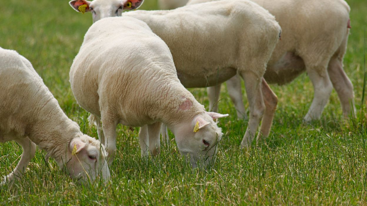 Cook As You Are : Eleveur de brebis laitières