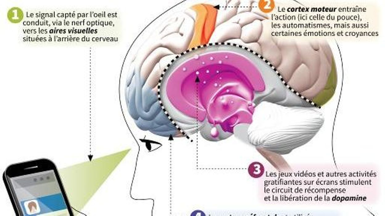 Génération Z: un cerveau hyperconnecté à éduquer