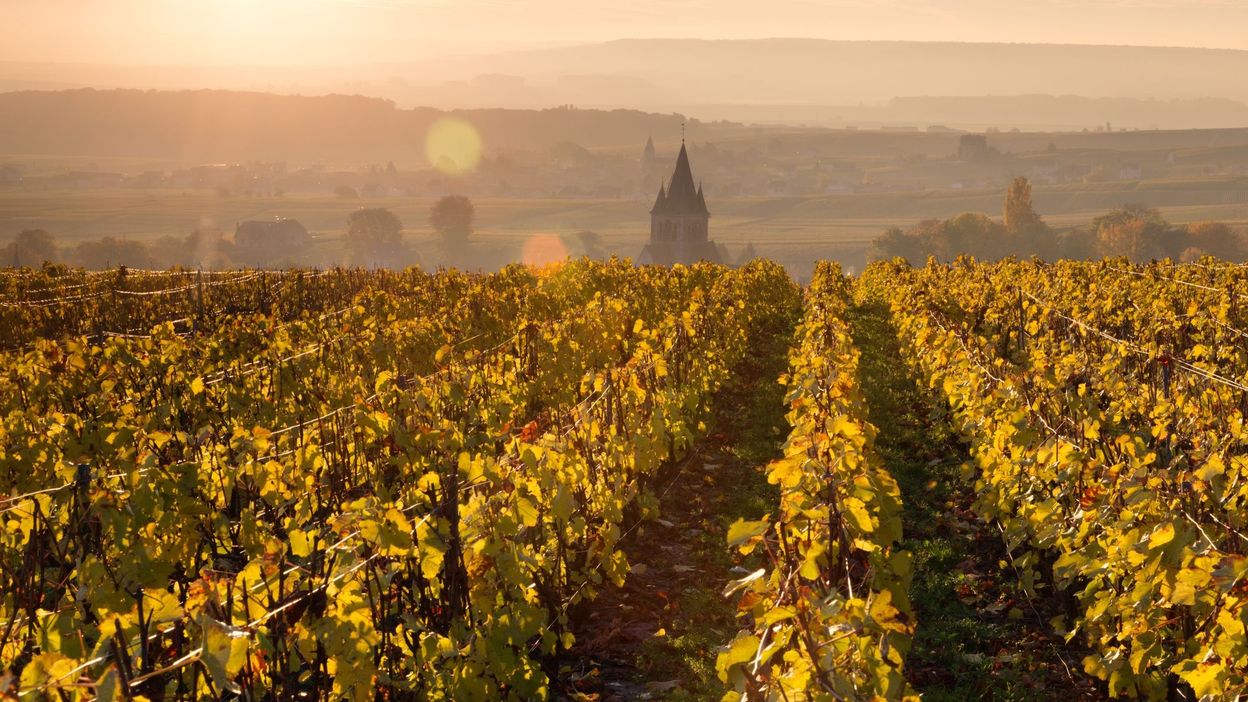 La vigne et le vin en France: 4 choses à savoir