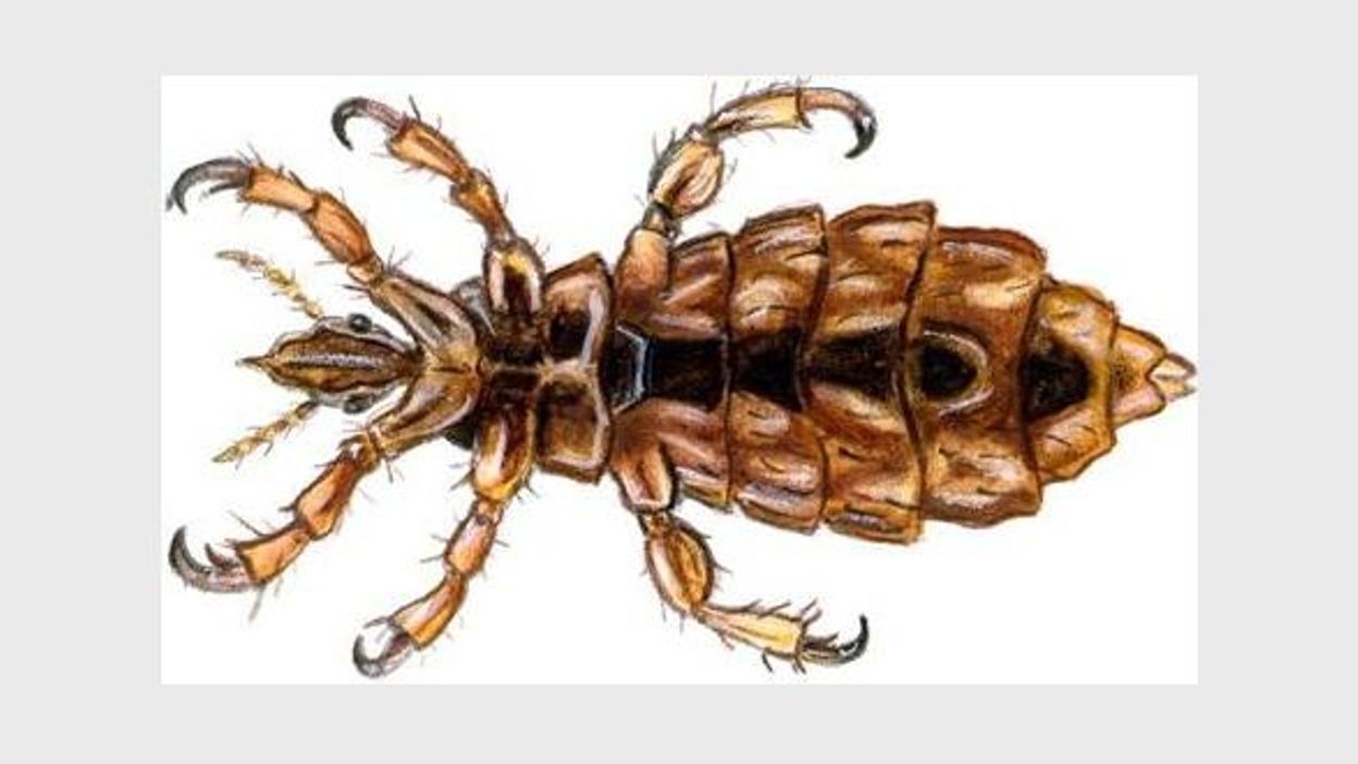 Un médicament à avaler efficace contre les poux