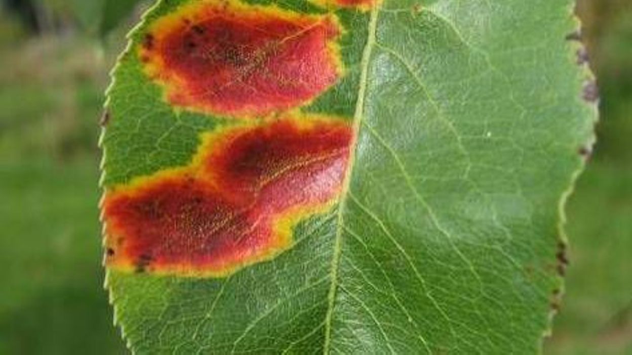 La rouille grillagée, une maladie au jardin qui nous gâche le plaisir