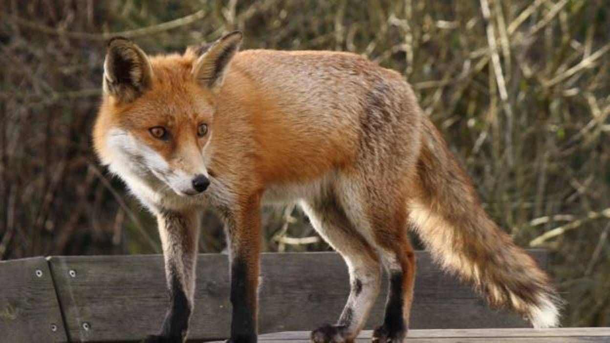 Bruxelles : les renards sont de sortie