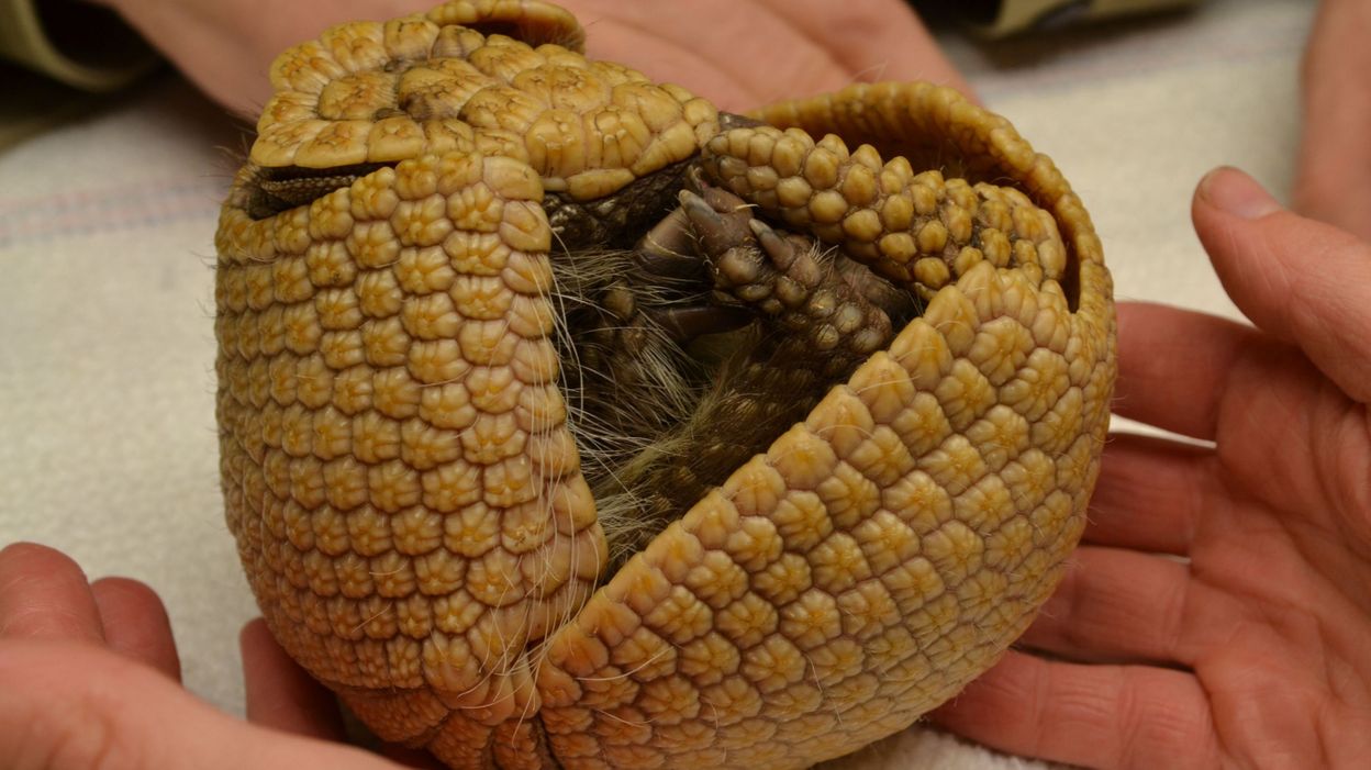 un-b-b-tatou-boule-mascotte-de-la-coupe-du-monde-est-n-anvers