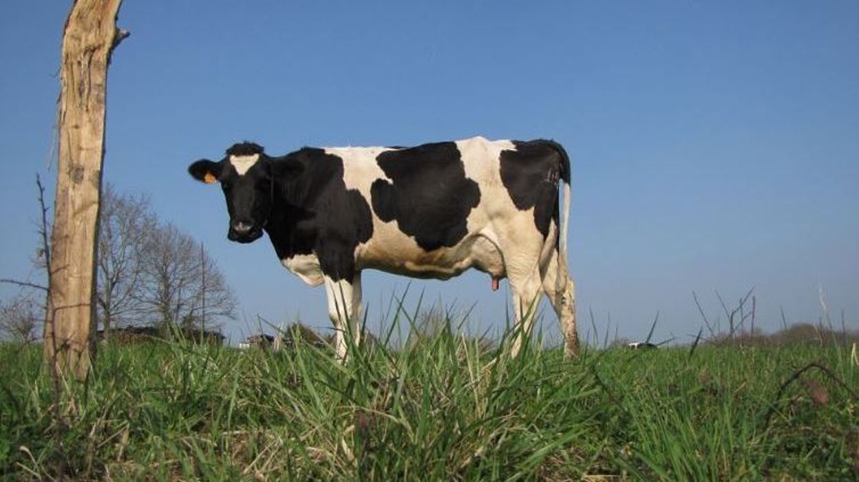 Une vache décède après avoir avalé une canette, le coup de gueule d'un ... Une vache décède après avoir avalé une canette, le coup de gueule d'un ...