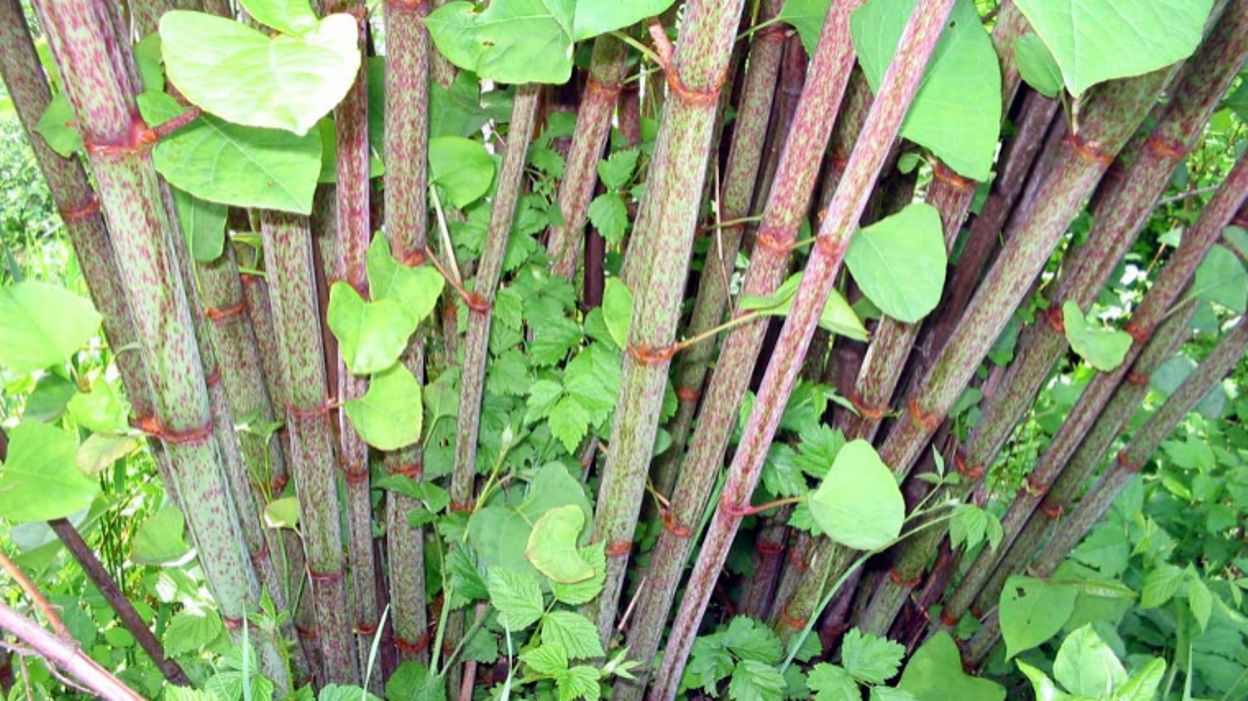 Plantes invasives: à ne jamais jeter au parc à conteneurs