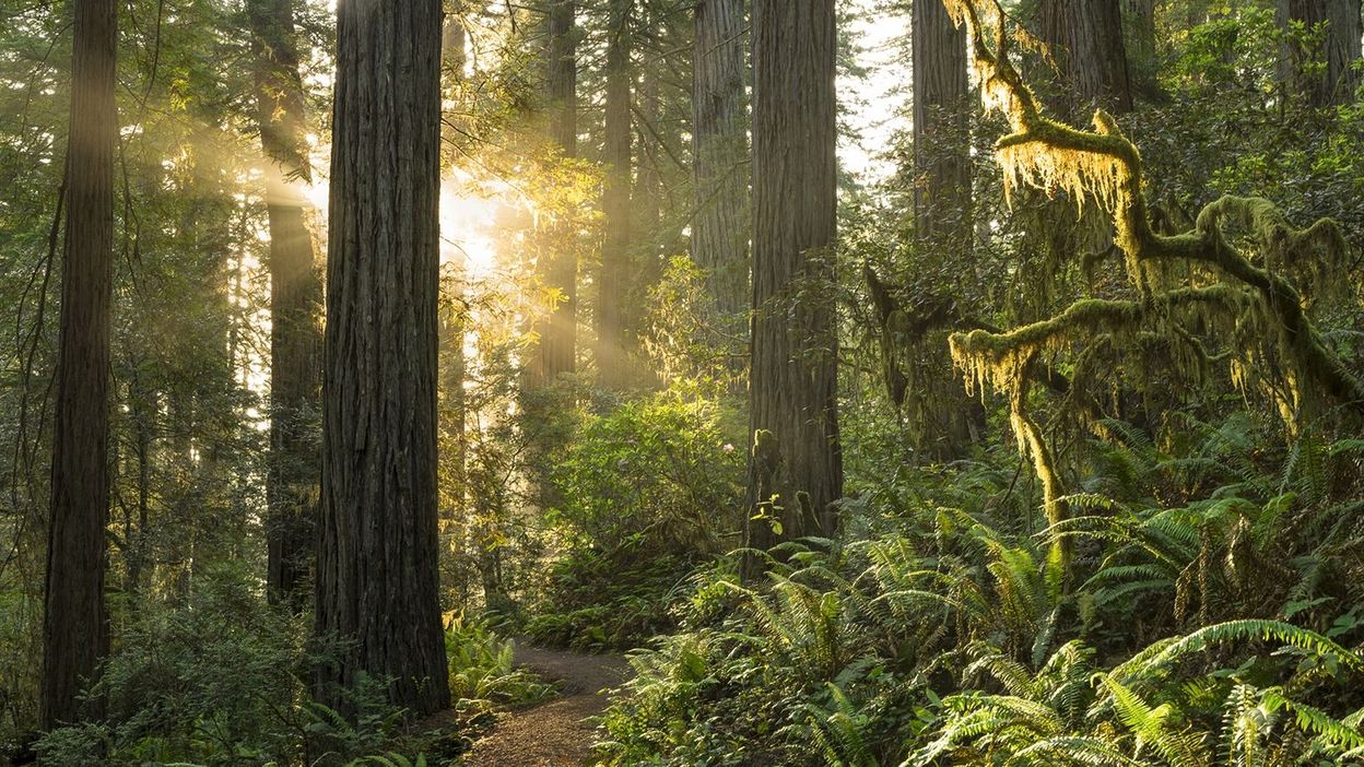 La disparition accélérée des forêts vierges de la planète