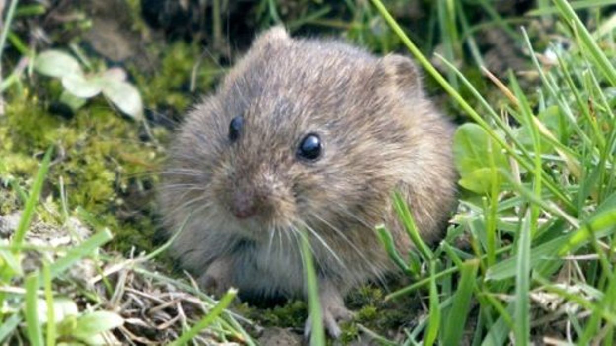 Les campagnols des prairies sont de petits rongeurs capables d'empathie