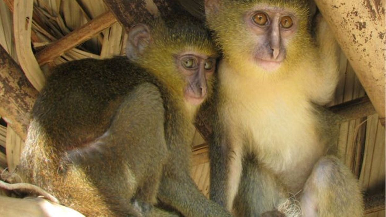 Le Lesula, une nouvelle espèce de singe découverte en RDC
