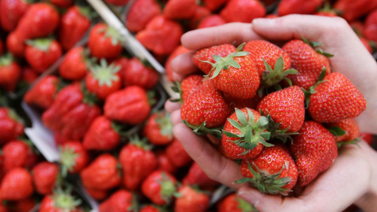 Wépion: les premières fraises sont en vente