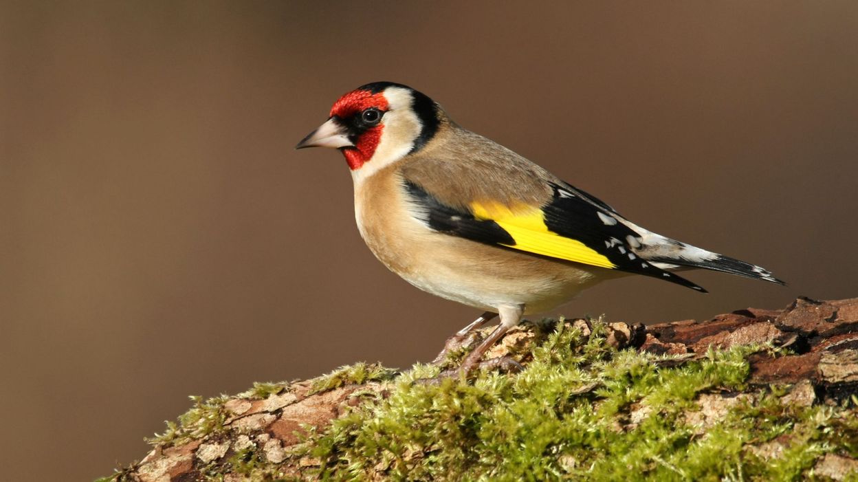 Grosse opération de recensement des oiseaux en Wallonie