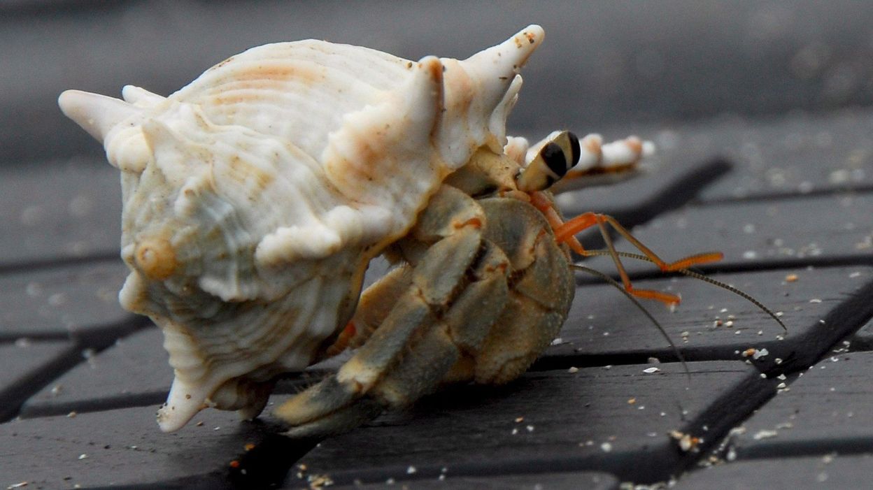 Quand le bernard-l'hermite fait de sa maison une oeuvre d'art (vidéo)