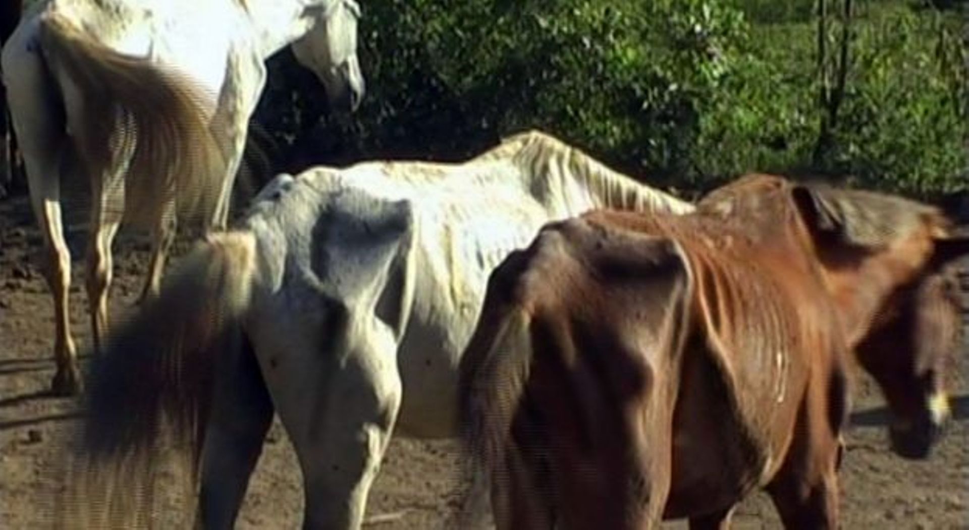 Maltraitance animale à Ogy: lecture de l'arrêt de la Cour d'Appel ...