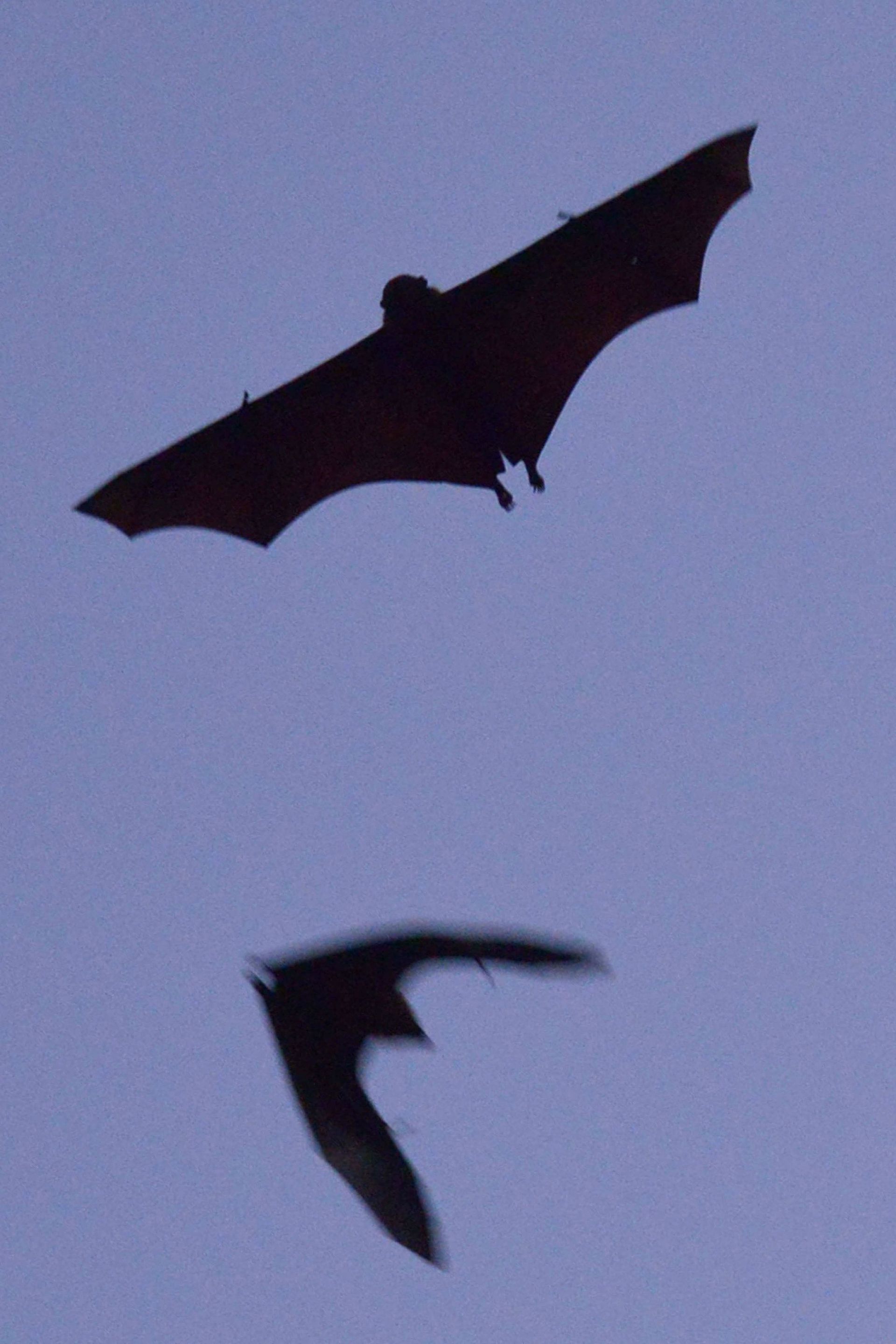 Dans le rétro : il y a 130 ans, Clément Ader ne touchait plus terre ...