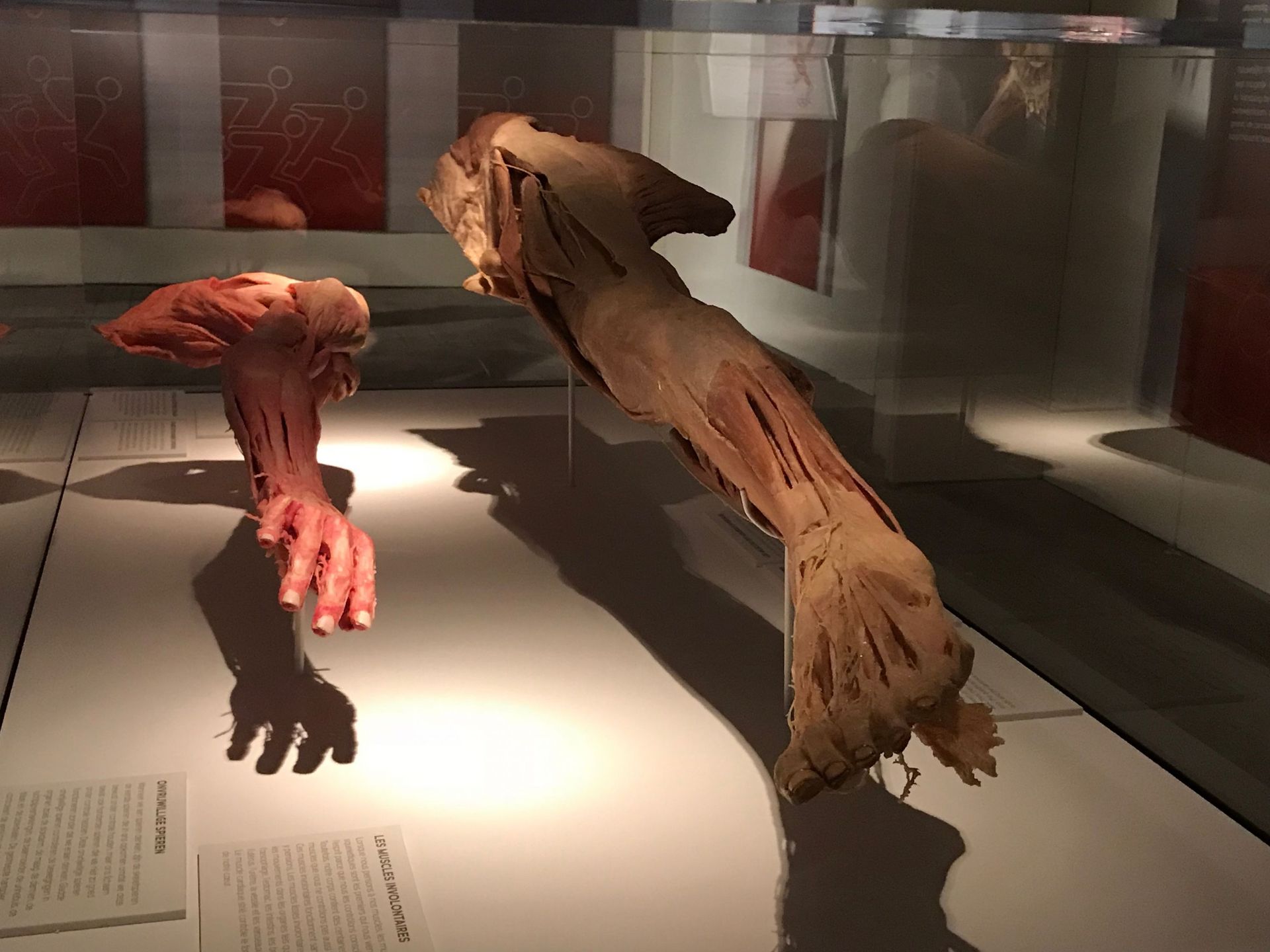 "Real Bodies" : de vrais corps humains exposés à Tour & Taxis