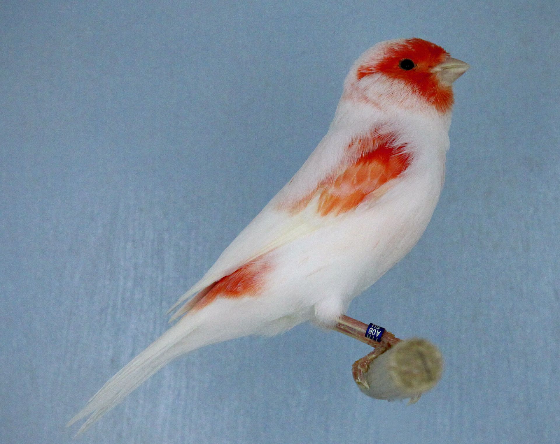 34e grande exposition internationale de canaris de couleurs