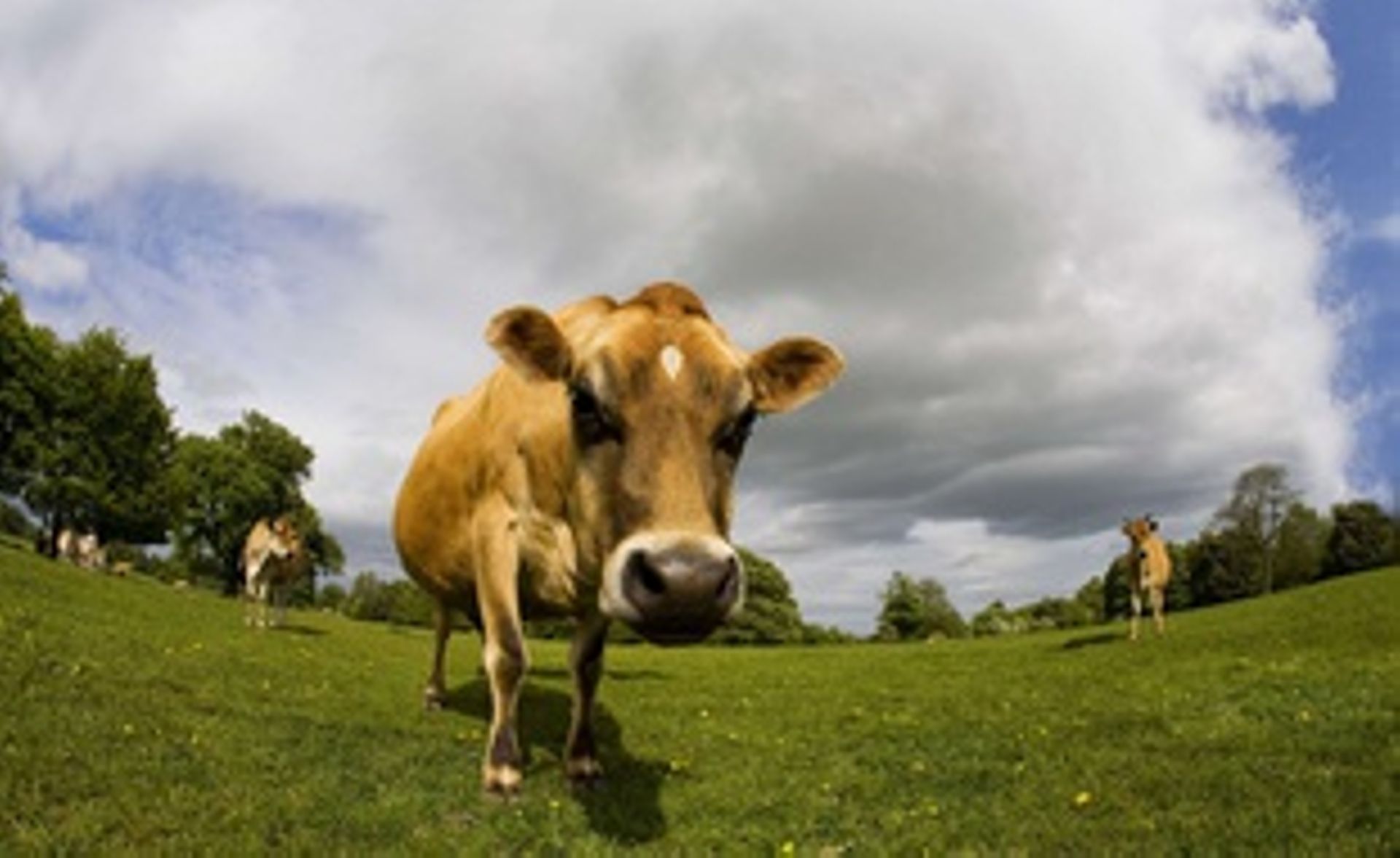 Une vache décède dans d'atroces souffrances à Lens après avoir avalé ... Une vache décède dans d'atroces souffrances à Lens après avoir avalé ...