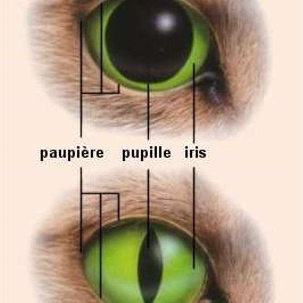 Des chats, des yeux et des couleurs... - RTBF Le jardin extraordinaire