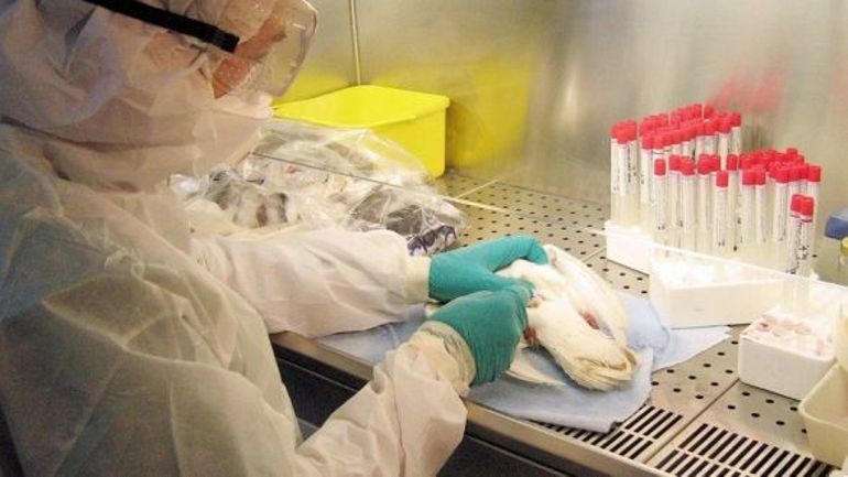 Près de 742.000 animaux utilisés dans les laboratoires belges Près de 742.000 animaux utilisés dans les laboratoires belges