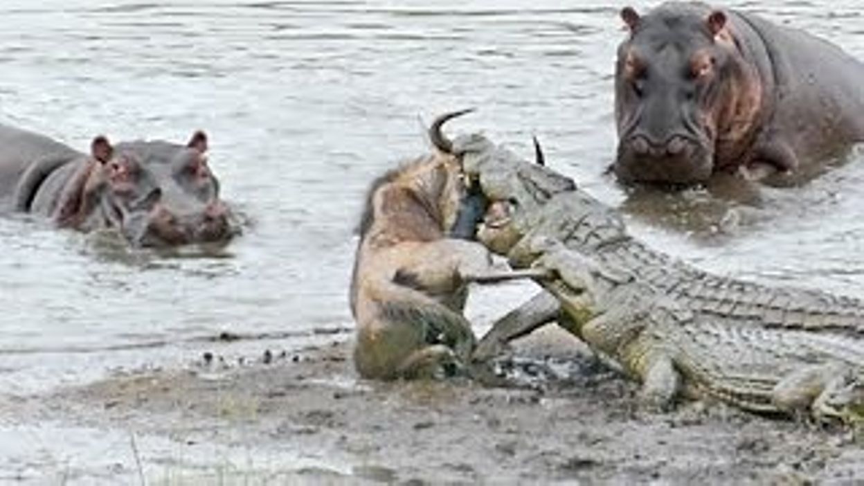 Des hippopotames sauvent un gnou des crocodiles - rtbf.be