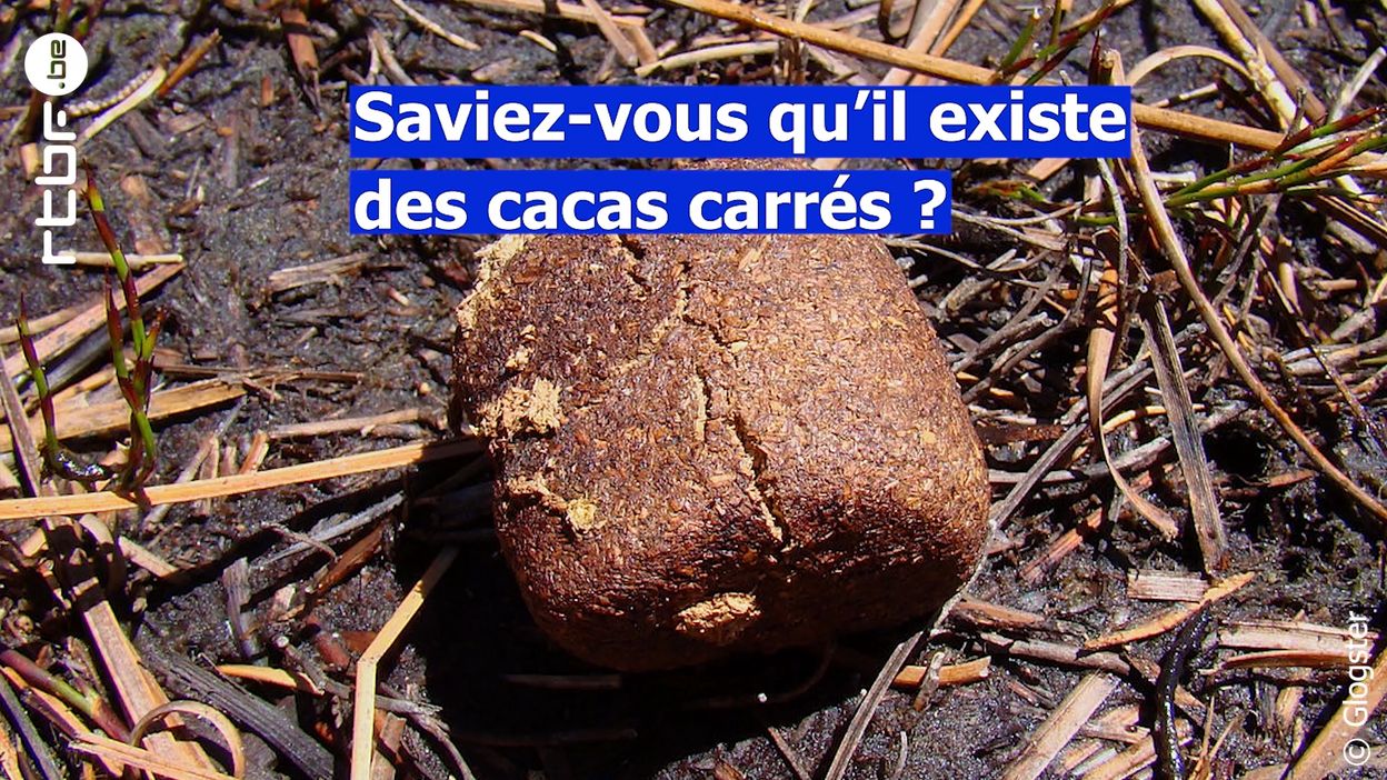 Pourquoi et comment les wombats font-ils des crottes cubiques ? La ...
