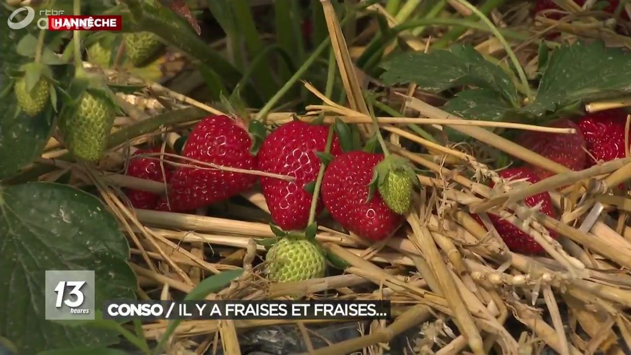 Les fraises profitent des bonnes températures - RTBF Actus