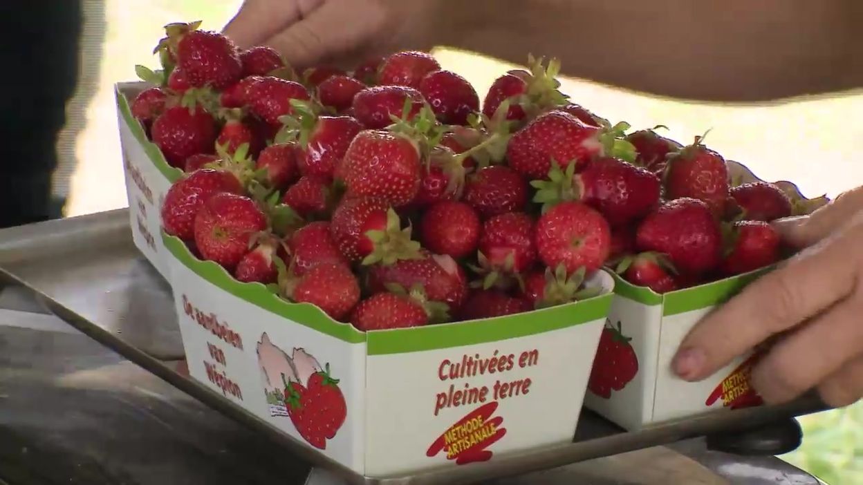 La saison des fraises bat son plein à Wépion - rtbf.be