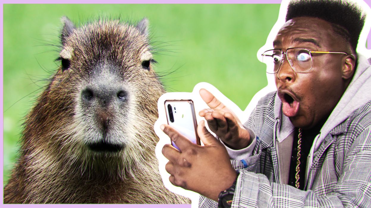 Pourquoi le #capybara devient viral sur TikTok ? - rtbf.be