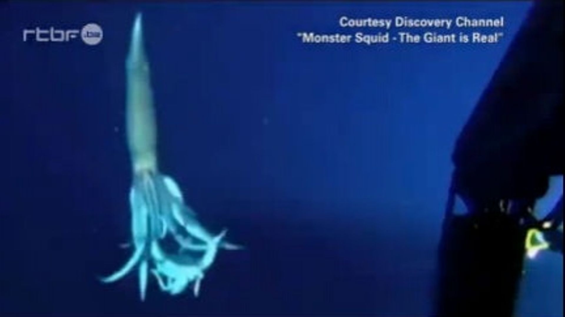 Les premières images d'un calamar géant vivant - - Auvio