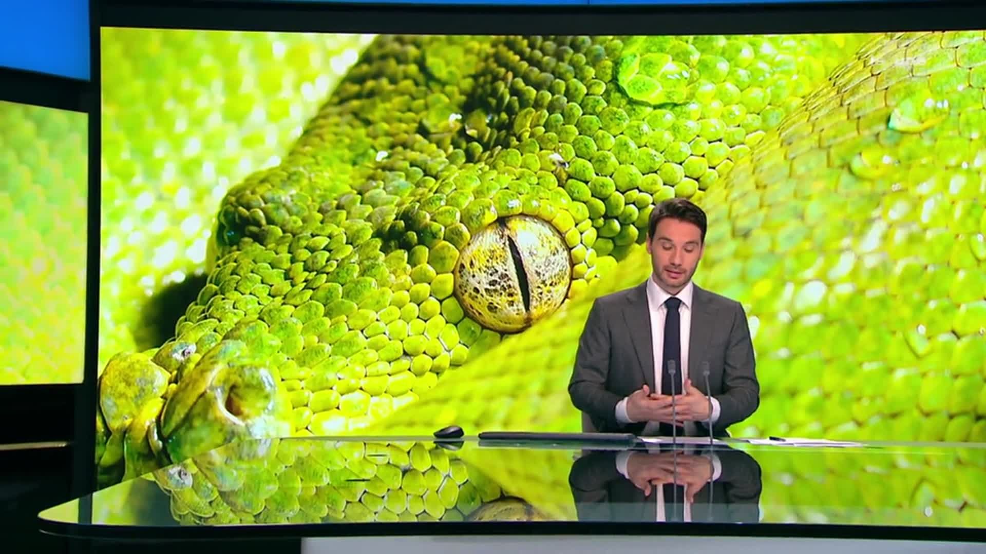 Mike fan de reptiles : une collection impressionnante à Tournai - - Auvio