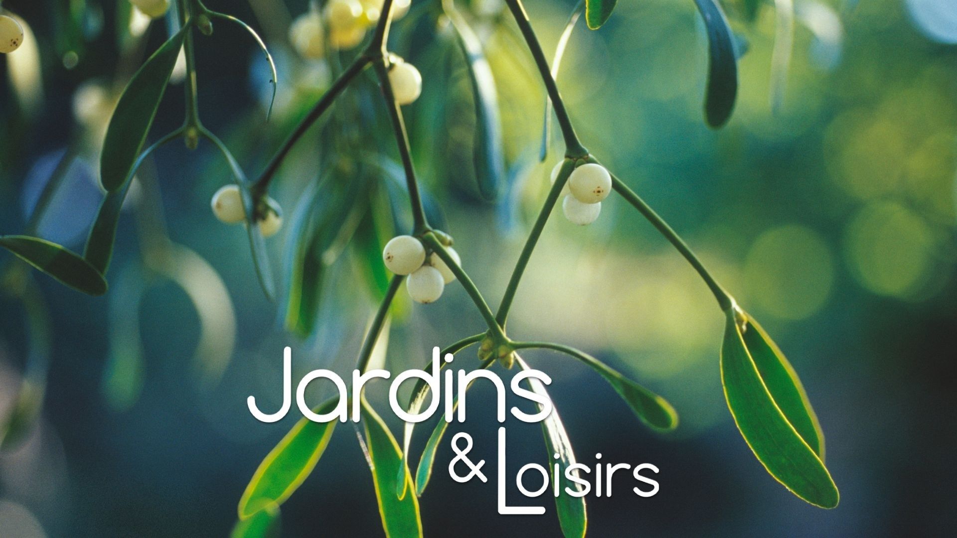 Le gui et sa symbolique - Pourquoi on s'embrasse sous le gui à la Saint ...