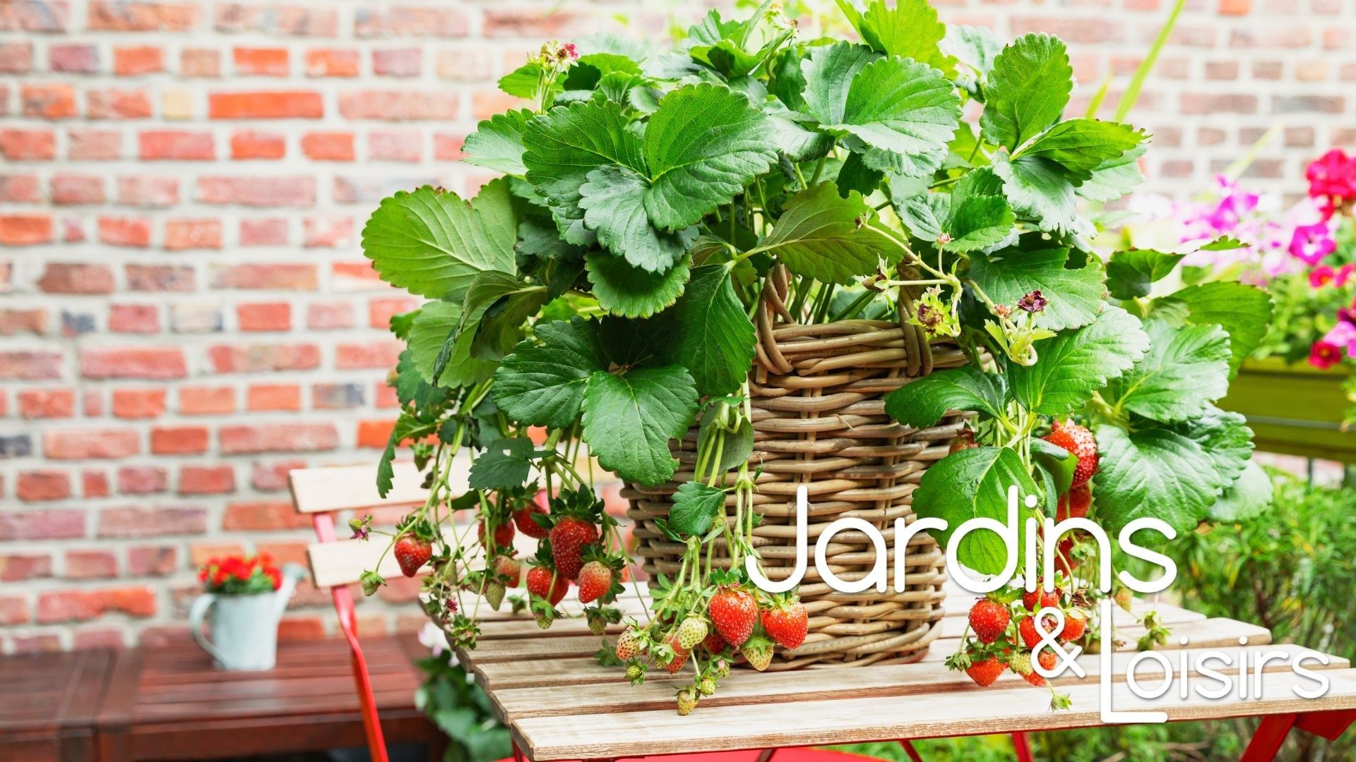 La fraise : son origine et sa culture - Un fruit gourmand prisé - Auvio