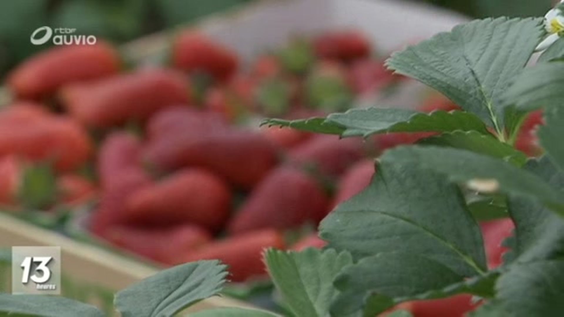 Wépion: les premières fraises sont en vente - RTBF Actus