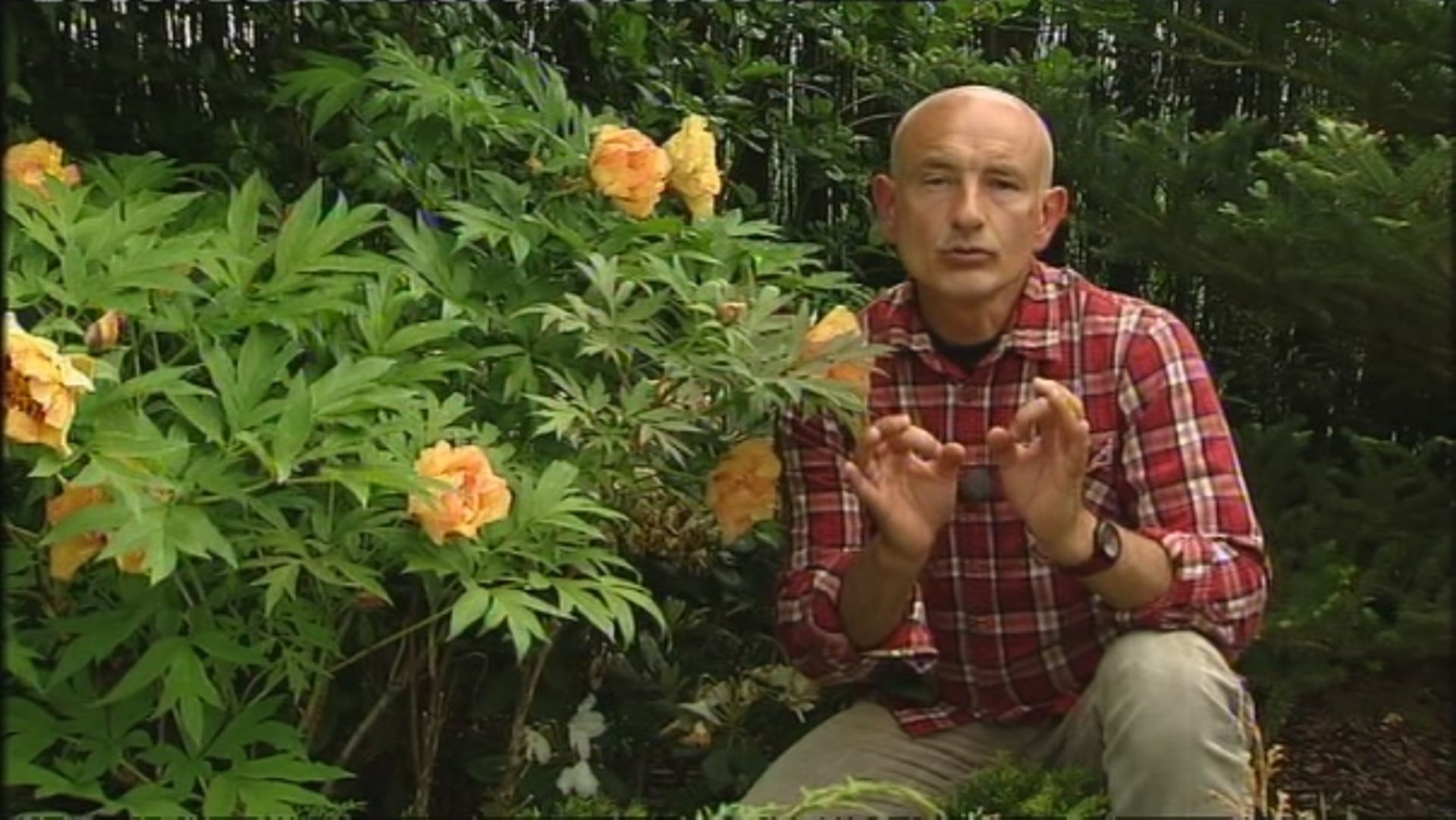 Francis Peeters - Paeonia itoh 'Old Rose Dandy' - RTBF Actus