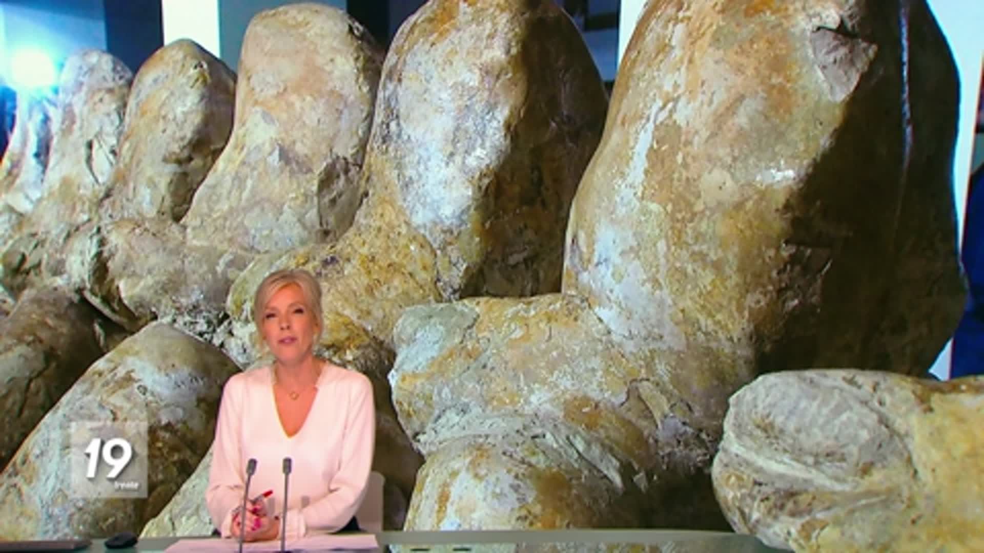 Perucetus Colossus : une vieille baleine de 340 tonnes - - Auvio