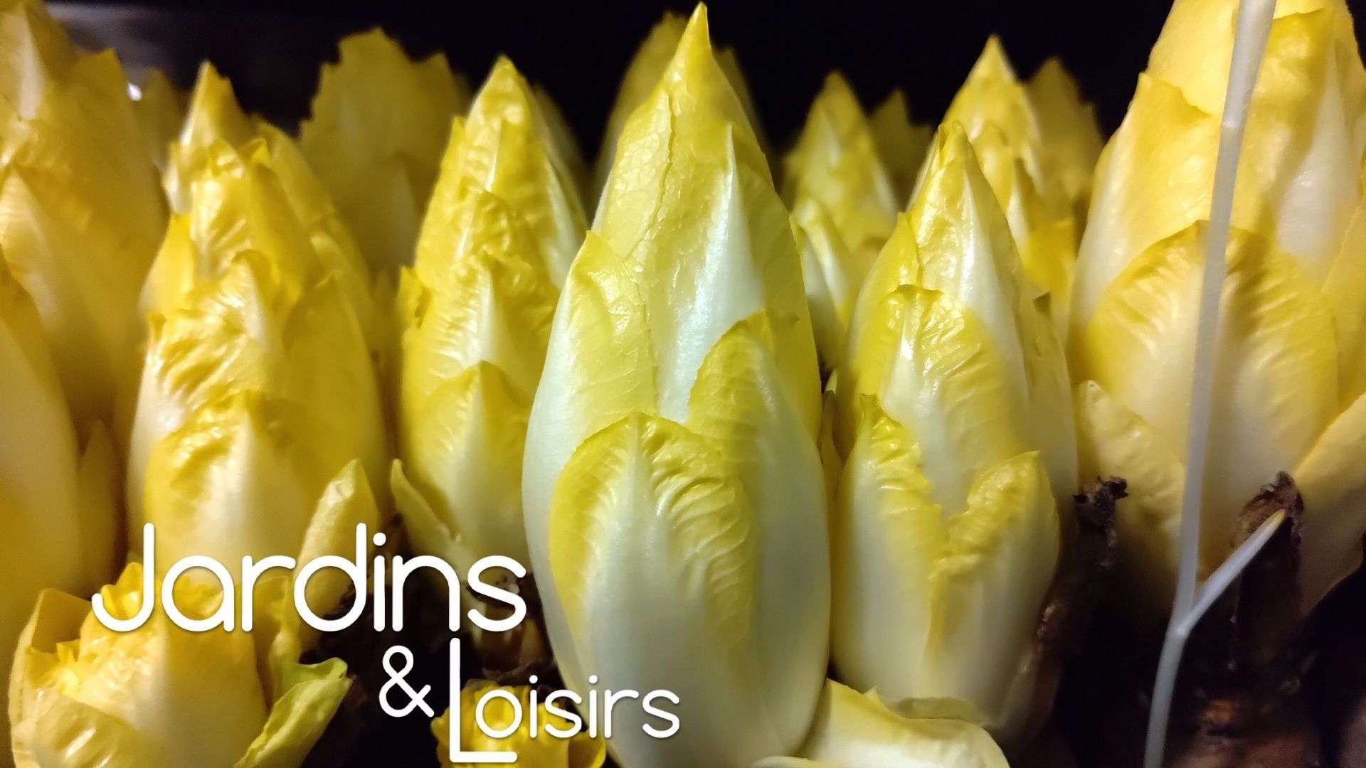 La culture des chicons chez soi - Pas besoin de beaucoup d’espace pour ...