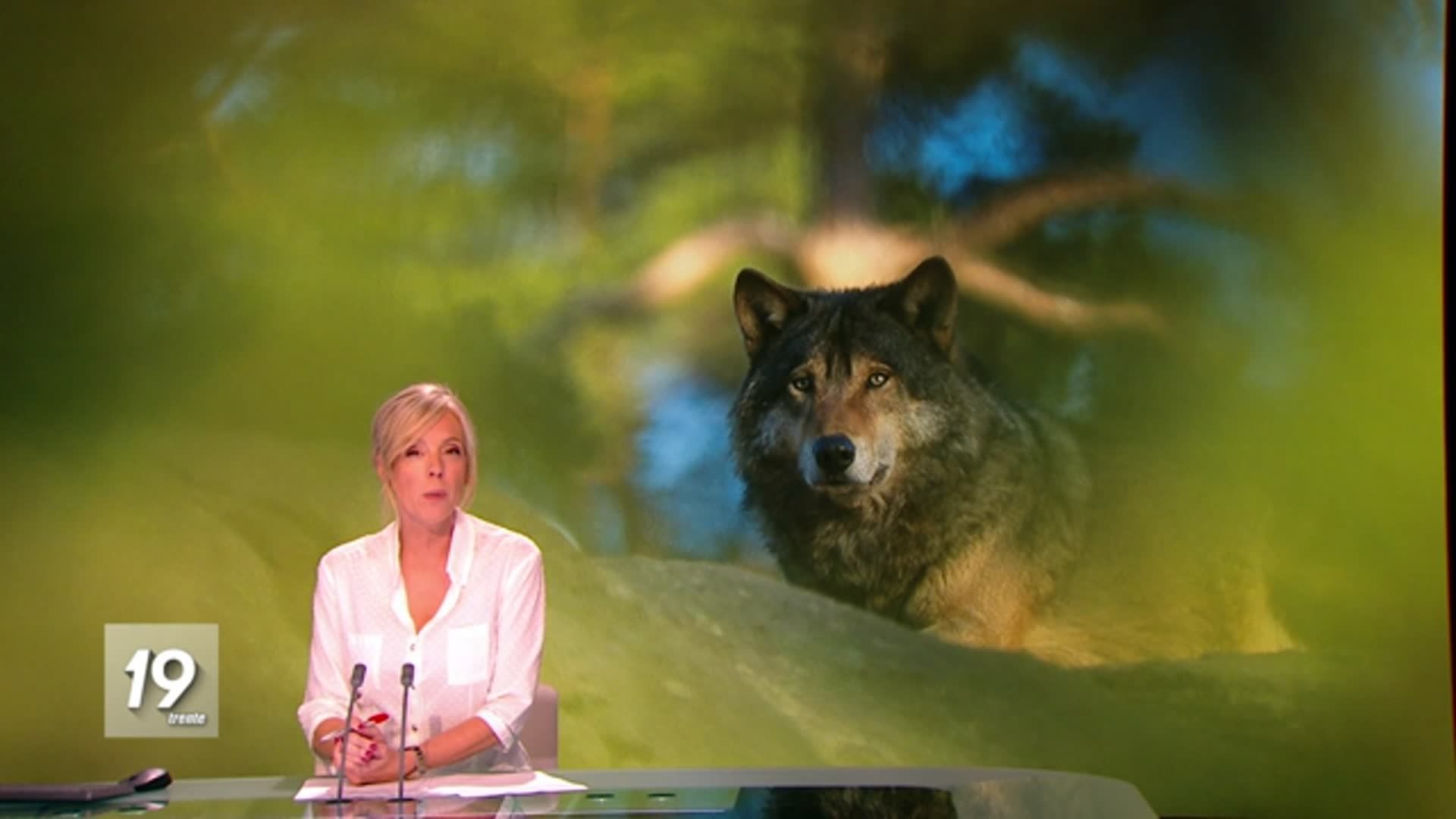 Loups : l Europe remet en cause sa protection - - Auvio