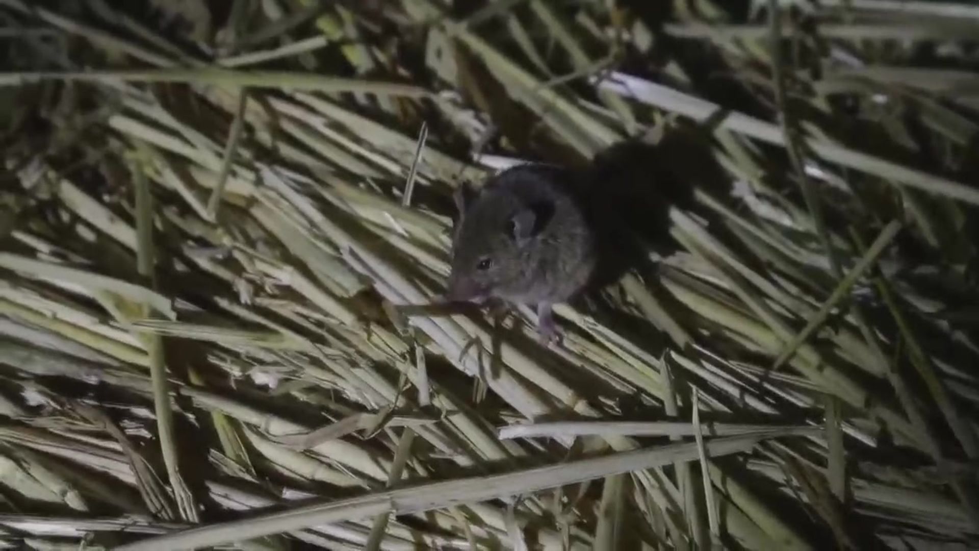 Australie : des détenus évacués en raison d'une invasion de souris ...