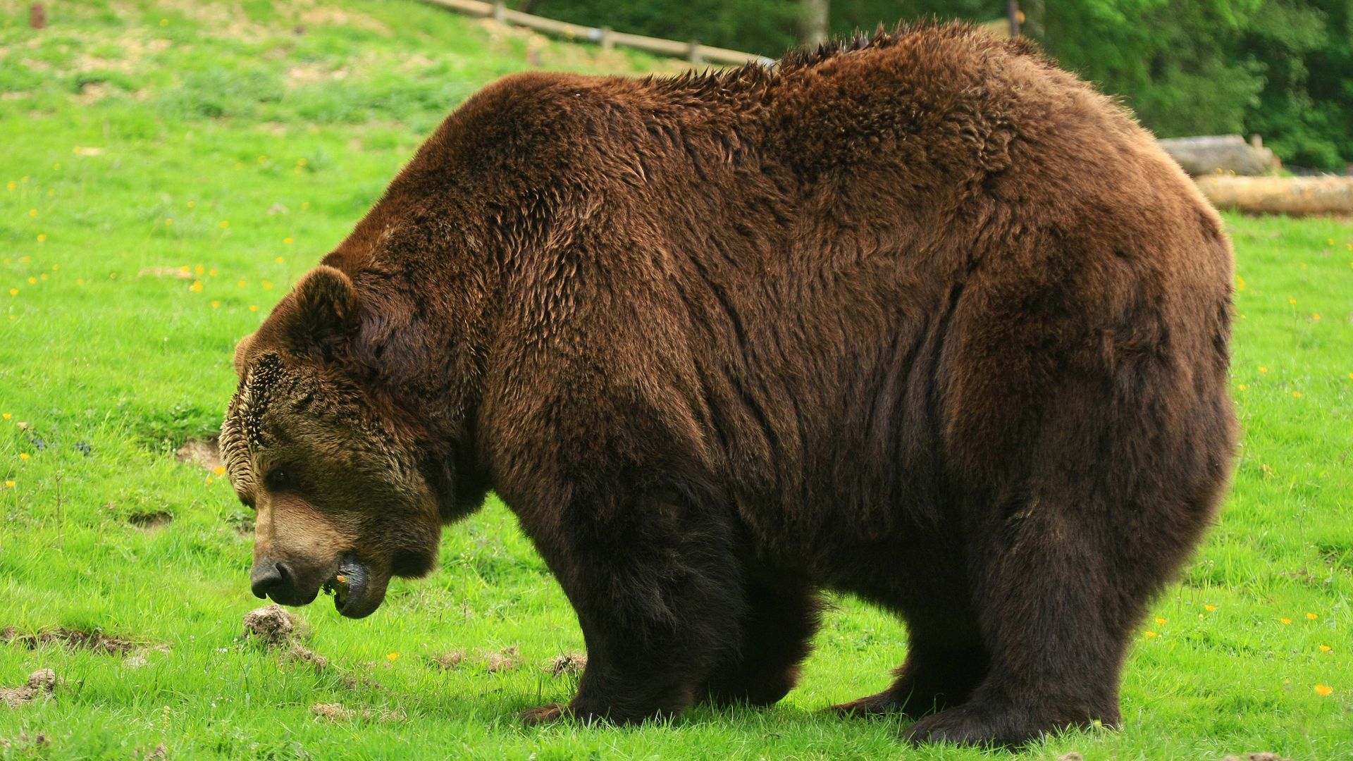 Une ourse devant la justice italienne après avoir tué un jeune homme ...