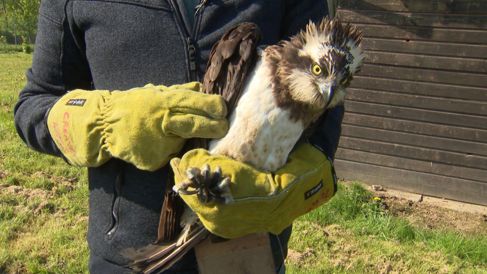 Rapace rare blessé : un balbuzard pêcheur en revalidation - Rapace rare ...
