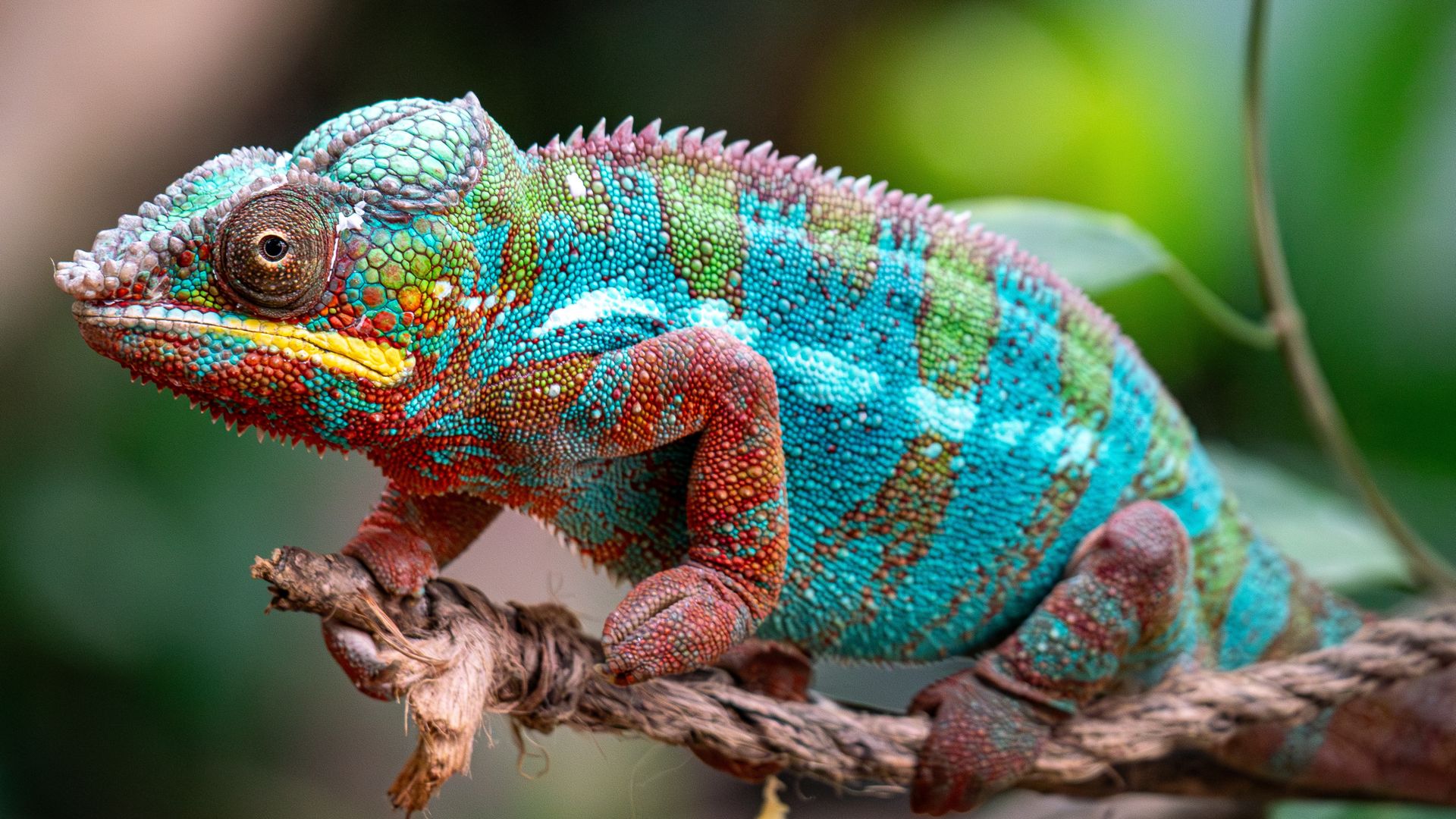 Insectopy - la bourse aux insectes et reptiles - Charleroi Matin - Auvio