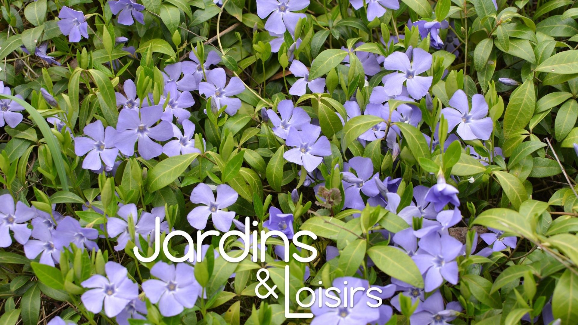La pervenche, un magnifique couvre-sol résistant aux caprices de la ...