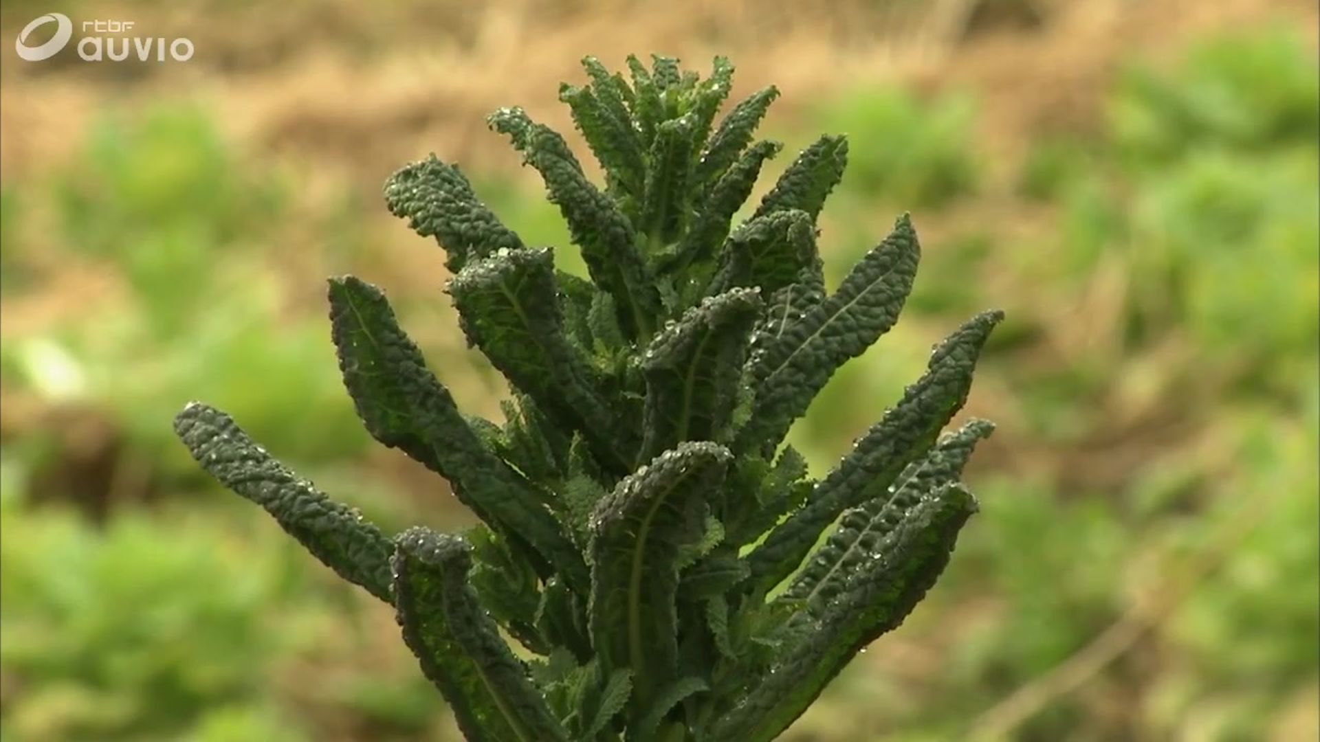 La ferme de Froidmont - le chou palmier 'Noir de Toscane' - Extrait ...