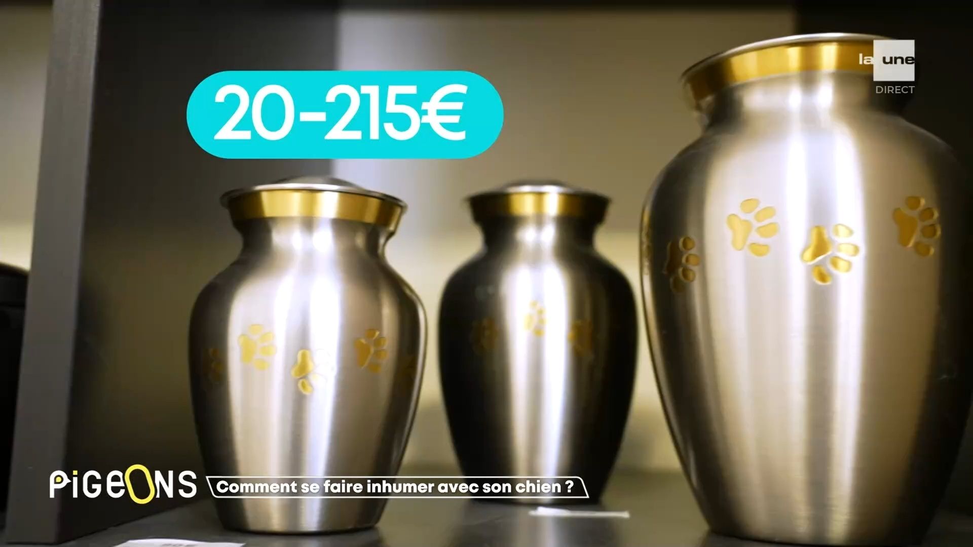 Comment se faire inhumer avec son chien ? - On n'est pas des pigeons ...