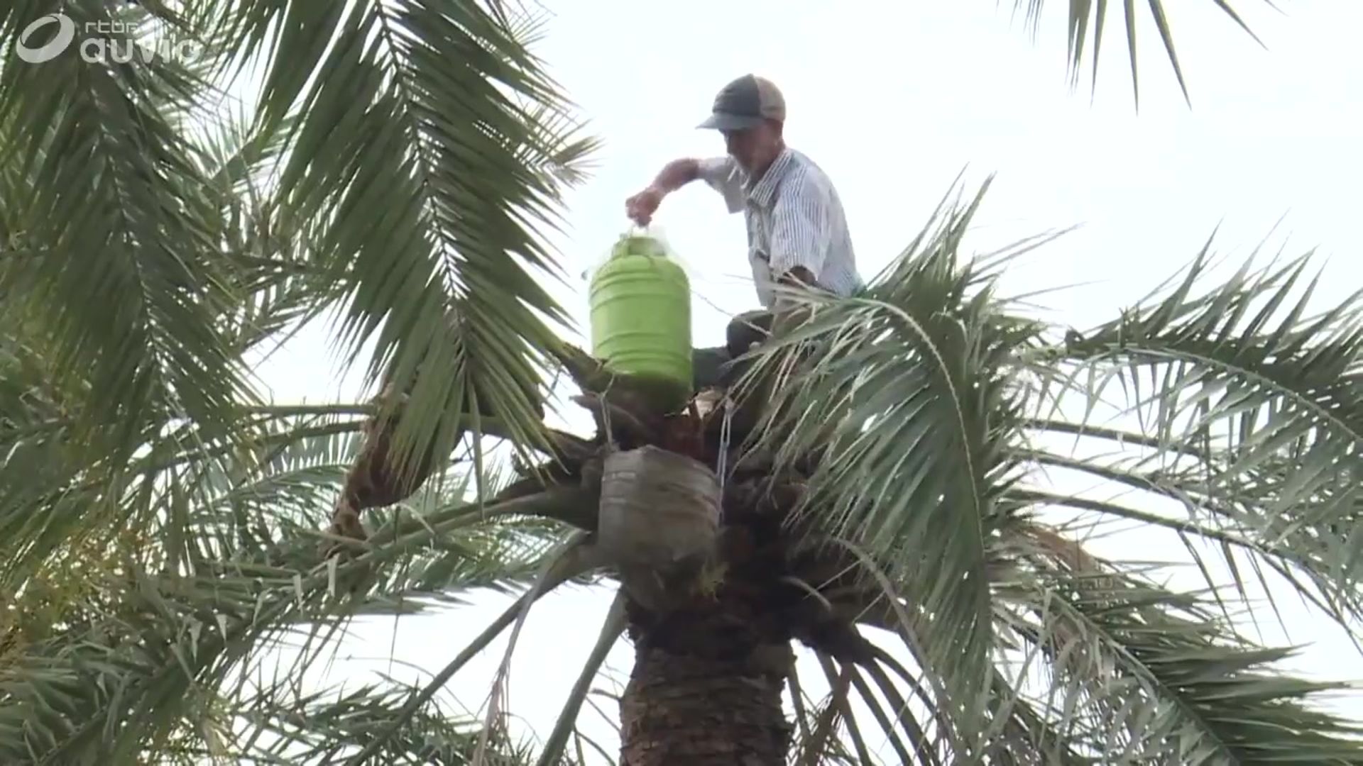 En Tunisie, les saveurs du legmi, fragile 'cadeau' du palmier dattier ...