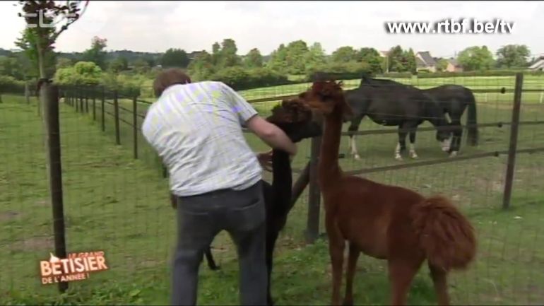 Le Grand Bêtisier Les Animaux Chahuteurs Sur Auvio